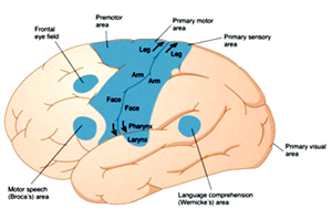The structure and functional localization of the cerebral cortex II - RME